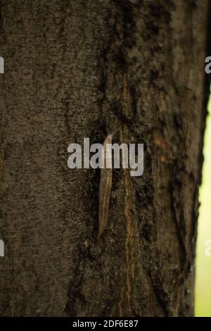 Snail without shell, slugs on the oak tree Stock Photo - Alamy