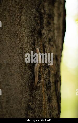 Snail without shell, slugs on the oak tree Stock Photo - Alamy