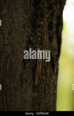 Snail without shell, slugs on the oak tree Stock Photo - Alamy