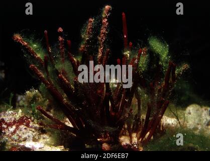 Red alga, Amphiroa sp Stock Photo - Alamy