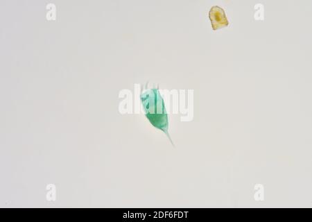 Rotifers or wheel animals (Rotifera). Optical microscope X200 Stock ...