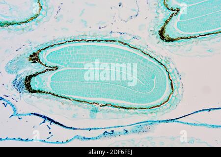 Mature embryo of shepherd purse (Capsella bursa-pastoris). Optical ...