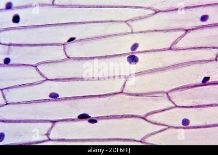 Onion epidermis (Allium cepa) showing cells and nucleus. Optical ...