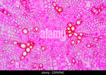 Eudicot root, cross section. Optical microscope X40 Stock Photo - Alamy