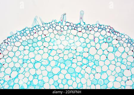 Vicia faba root cross section, microscope view Stock Photo - Alamy