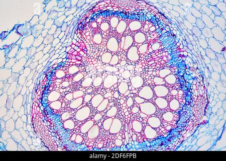 Vicia faba root cross section, microscope view Stock Photo - Alamy