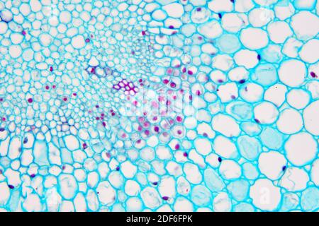 Vicia faba root cross section, microscope view Stock Photo - Alamy