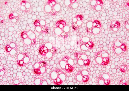 Smilax stem cross section showing epidermis, vascular bundles and ...