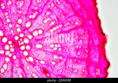 Eudicot root, cross section. Optical microscope X40 Stock Photo - Alamy