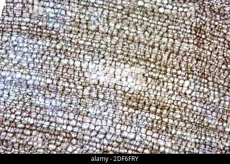 Cork from Quercus suber. Optical microscope X100 Stock Photo - Alamy
