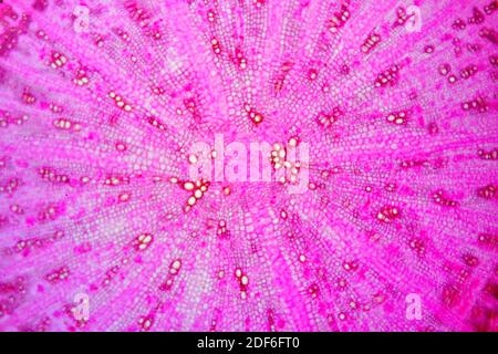 Eudicot root, cross section. Optical microscope X100 Stock Photo - Alamy