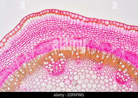 Tilia stem micrograph Stock Photo - Alamy