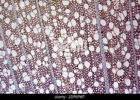 Trunk tree cross section with xylem. Optical microscope X100 Stock Photo - Alamy