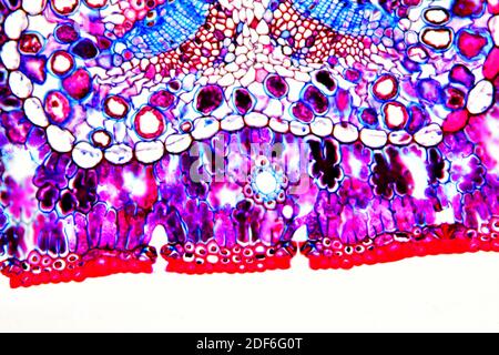 Leaf cross section of pine (Pinus sp.) showing endodermis, mesophyll ...