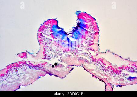 Thallus with algae in Physcia lichen. Optical microscope X100 Stock ...