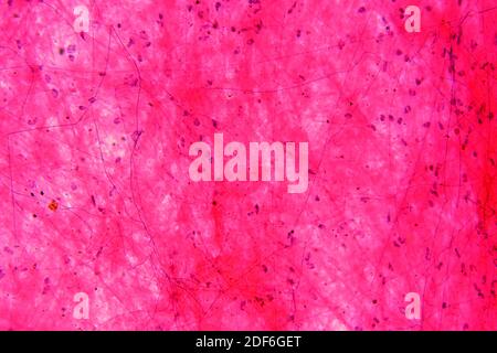 Loose connective tissue showing collagen fibers and fibroblasts ...
