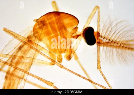 Male Culex pipiens common house mosquito genitalia microscope slide ...