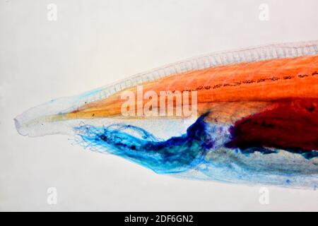 European lancelet (Branchiostoma lanceolatum) longitudinal section ...