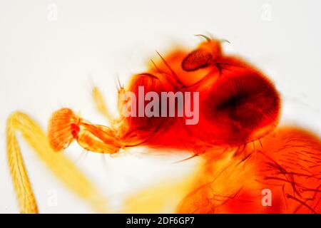Fruit fly, Drosophila melanogaster, color variation. On the left are ...