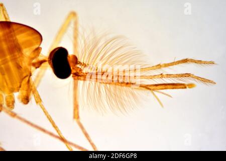 Mosquito (Culex pipiens) male head, showing antennae and mouthparts ...