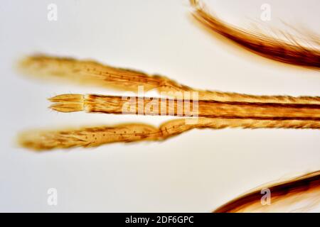 Anopheles mosquito detail showing proboscis, antennas and palps. Light ...