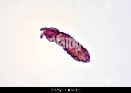 Springtail (Collembola) complet specimen, dorsal view. Light microscope ...
