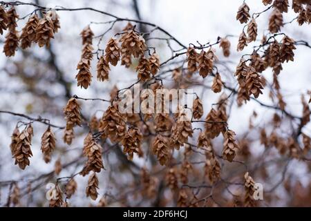 Ostrya carpinifolia (Hop hornbeam), close-up on bark Stock Photo - Alamy