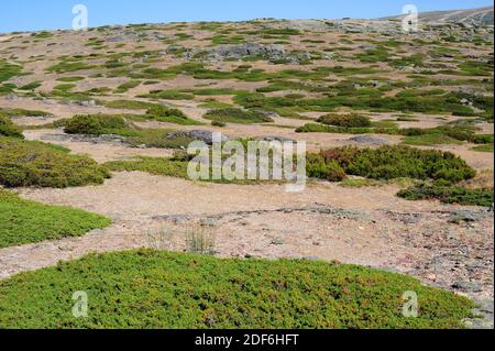 Prostrate Juniper, Juniperus communis nana Stock Photo - Alamy