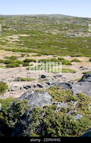 Prostrate Juniper, Juniperus communis nana Stock Photo - Alamy