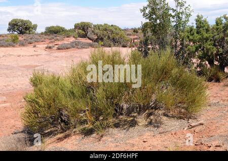 Mormon tea plant (Ephedra viridis) in Canyonlands National Park, Utah ...
