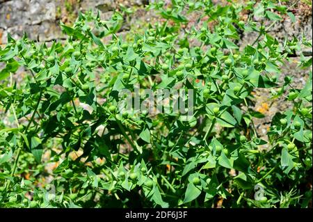 Caper Spurge / Euphorbia lathyris biennial plant, France Stock Photo ...