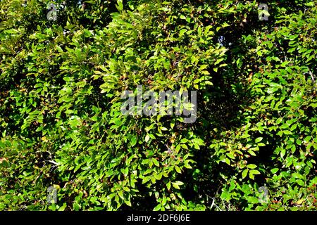 Bladdernut (Diospyros whyteana) is a small ornamental tree native to ...