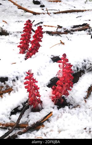 Snow plant, or Snow flower, Sarcodes sanguinea; parasitic on fungi in ...