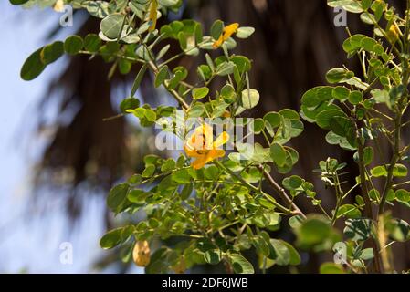 Brazilwood tree National tree of Brazil Caesalpinia echinata commonly ...
