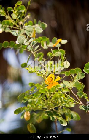 Brazilwood tree National tree of Brazil Caesalpinia echinata commonly ...