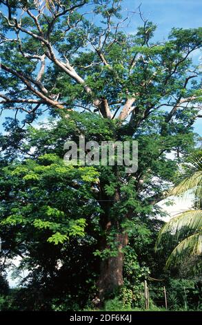 Guanacaste tree (Enterolobium cyclocarpum) in flower Stock Photo - Alamy