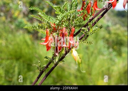 Cancer bush (Sutherlandia frutescens Stock Photo - Alamy