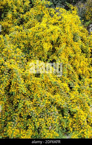 French Broom (Genista monspessulana Stock Photo - Alamy