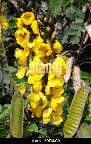 African senna, senna didymobotrya Stock Photo - Alamy