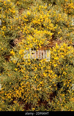 Aulaga mora or aulaga morisca (Ulex canescens) is an endangered spiny ...