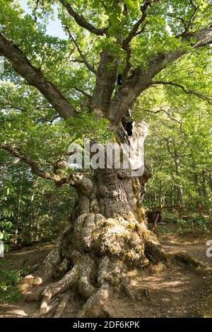 Sessile / Durmast oak (Quercus petraea / Quercus sessiliflora), acorns ...