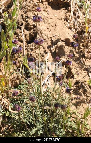 Chia Sage, Salvia Columbariae, a native annual herb, displaying ...