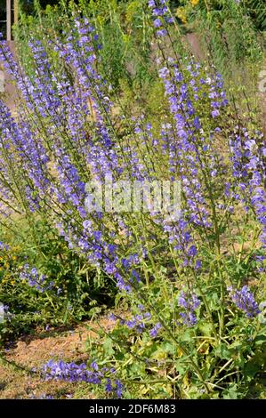 North African sage or Spanish sage (Salvia barrelieri) is a perennial ...