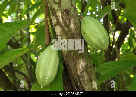 Theobroma cacao or cacao tree native to tropical America, its seeds ...