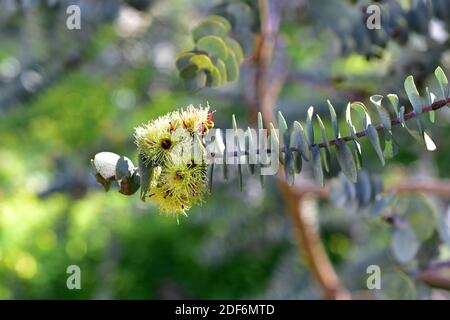 Book-leaf mallee (Eucalyptus kruseana) is a shrub endemic to ...