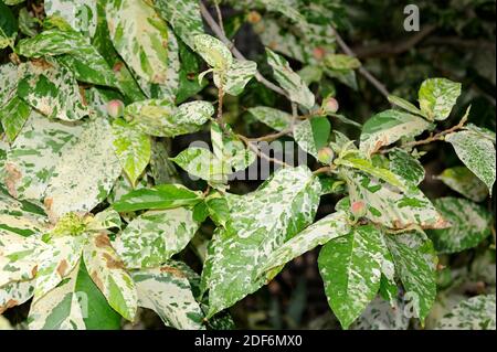 Ficus aspera - variegated clown fig Stock Photo - Alamy