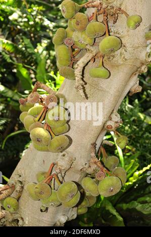 Fruit of a Ficus Auriculata, Roxburgh Fig fig tree from Asia Stock ...