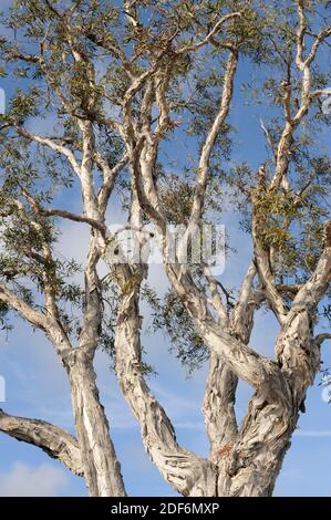 Paper-bark Tree (Melaleuca quinquenervia) in Shing Mun Country Park ...