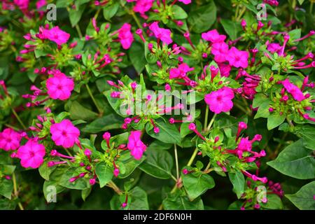 Marvel of Peru (Mirabilis jalapa Stock Photo - Alamy