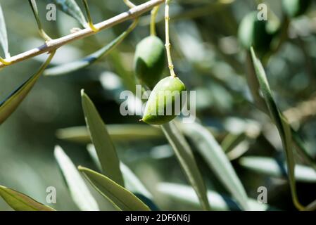 Leaves and fruits of Olive (Olea europaea), Oleaceae Stock Photo - Alamy